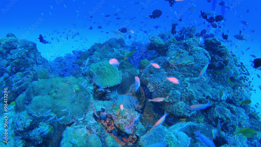Underwater Scene. Coral Reef Colorful Fish Groups in Okinawa, Japan ...
