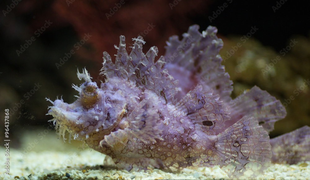Weedy Scorpionfish - is a ray-finned fish with venomous spines that ...
