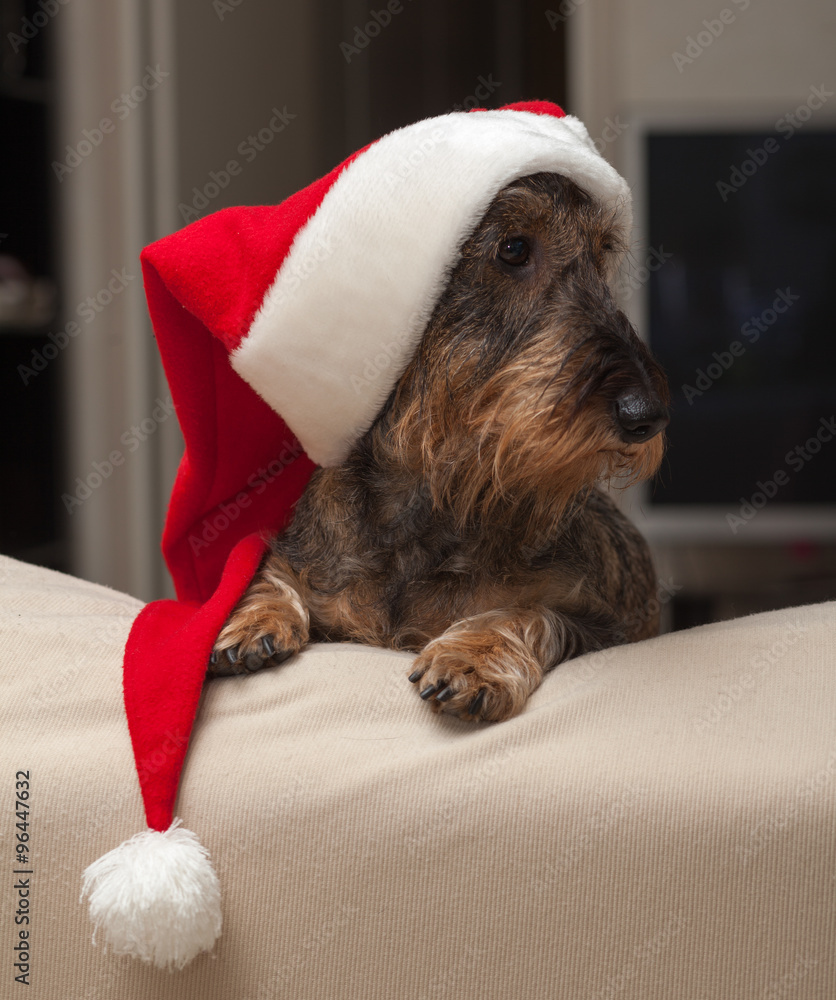 Bassotto e Natale Stock Photo | Adobe Stock
