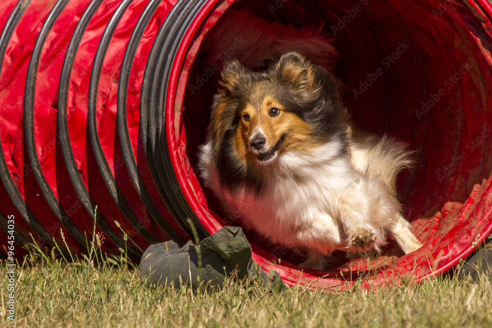 Agility - Sheltie im Tunnel Stock-Foto | Adobe Stock