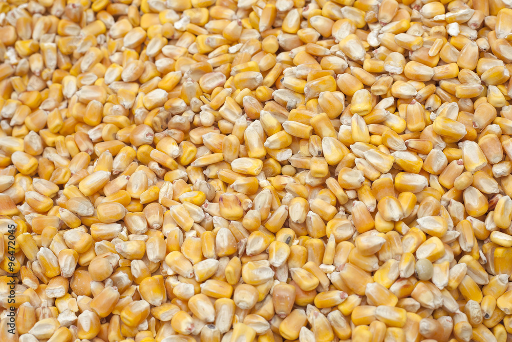Maíz - Zea mays Stock Photo | Adobe Stock