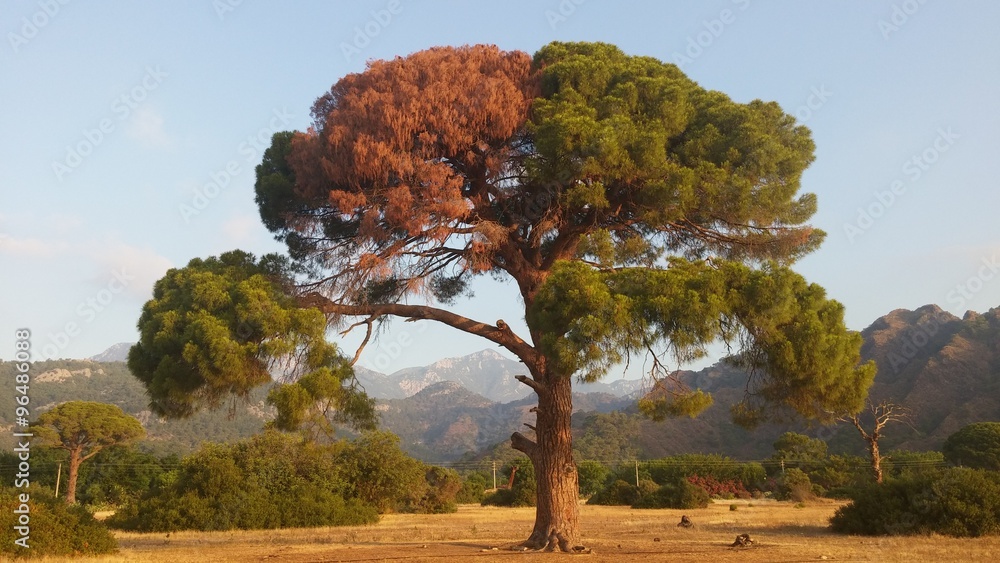 Tree of life and death Stock Photo | Adobe Stock