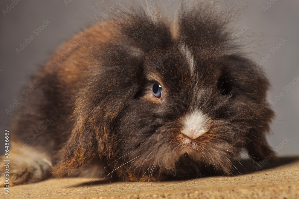 cute lion head rabbit bunny lying on a wood box. Stock Photo | Adobe Stock