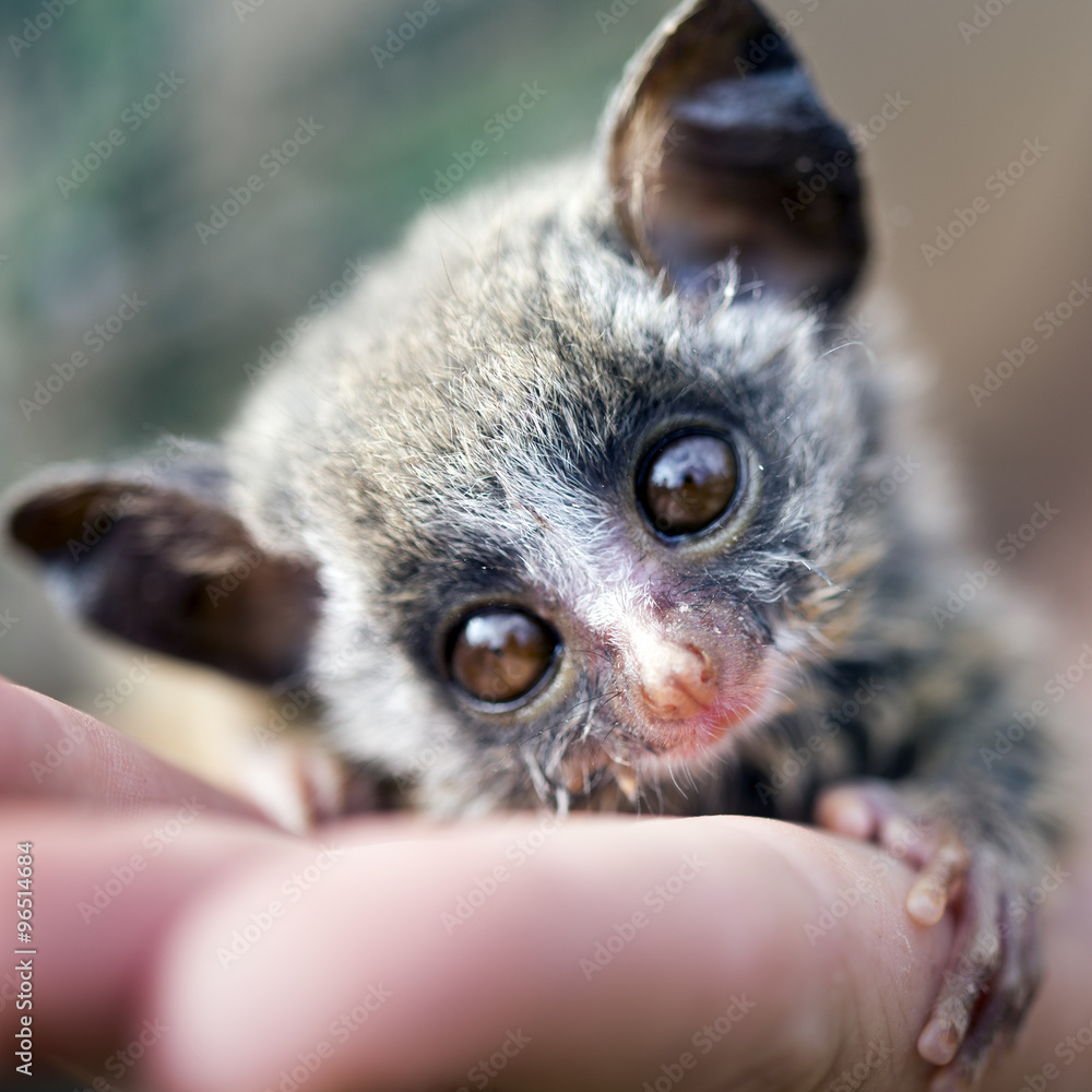 Bush Baby Cute