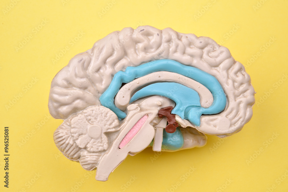 3D human brain model details from inside on yellow background Stock ...