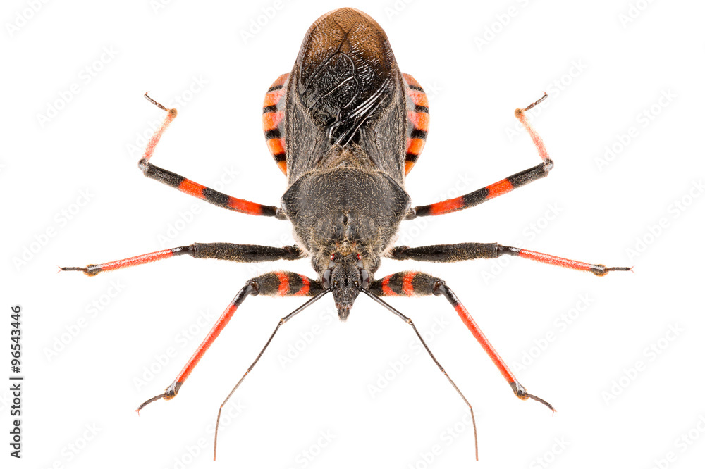 The assassin bug Rhynocoris annulatus isolated on white background ...