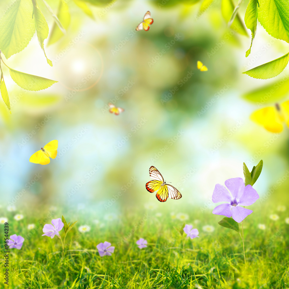Summer Nature Background
