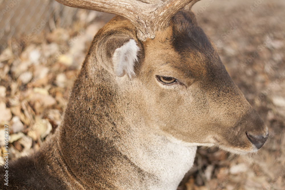 sad deer Stock Photo | Adobe Stock