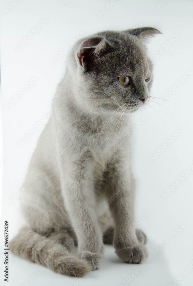 Cat Stock Photo | Adobe Stock