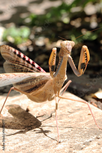 Peacock Praying Mantis