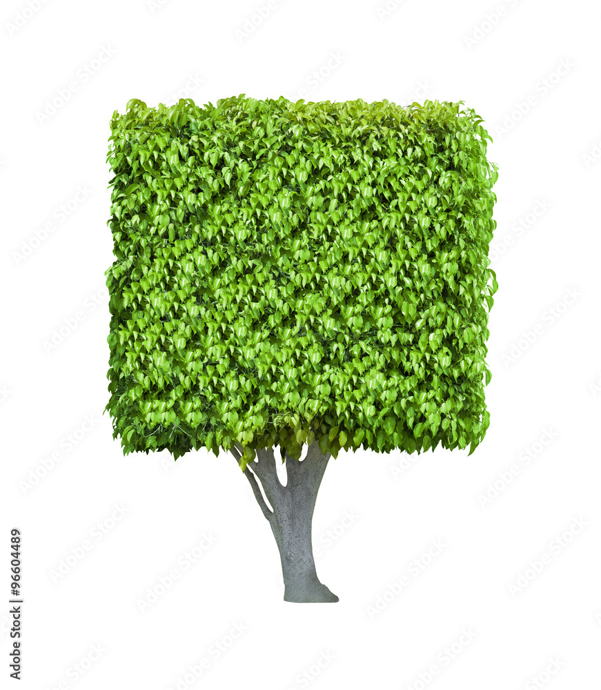 Box shaped tree isolated on white background Stock Photo | Adobe Stock