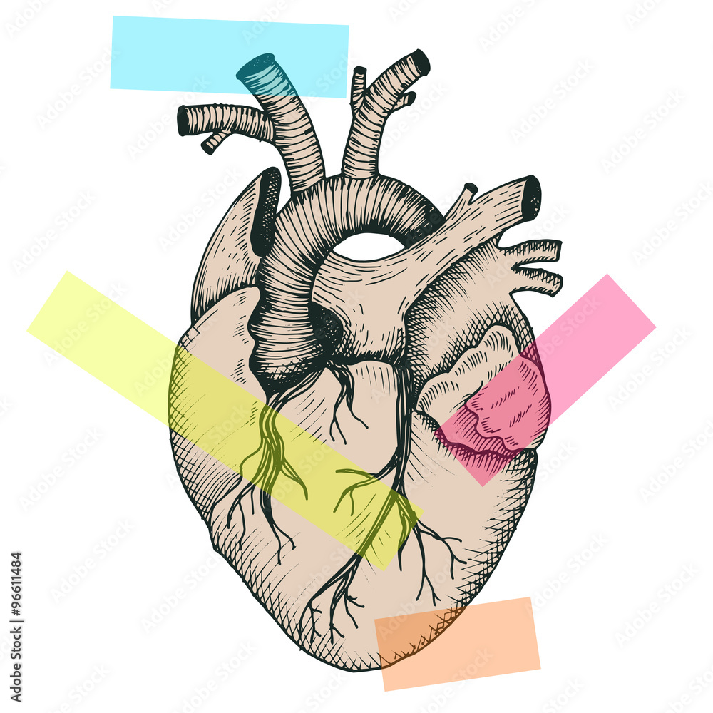 Anatomical abstract heart - vector vintage style detailed illustration ...