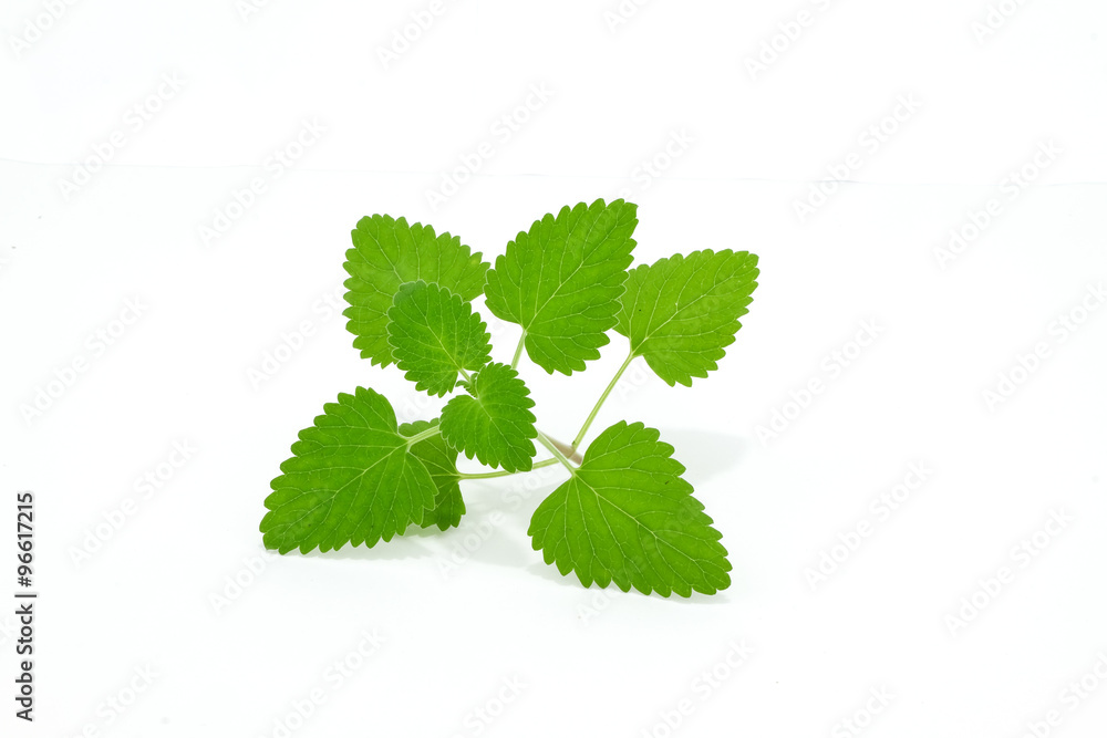 catnip Stock Photo | Adobe Stock