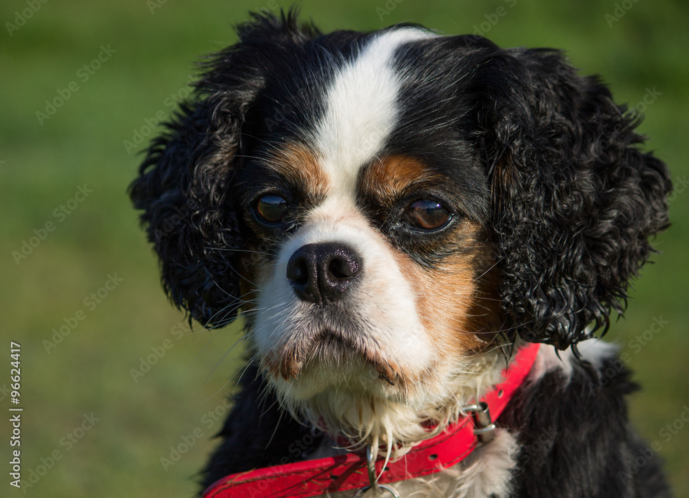 Cavalier King Charles Spaniel Tricolor Female