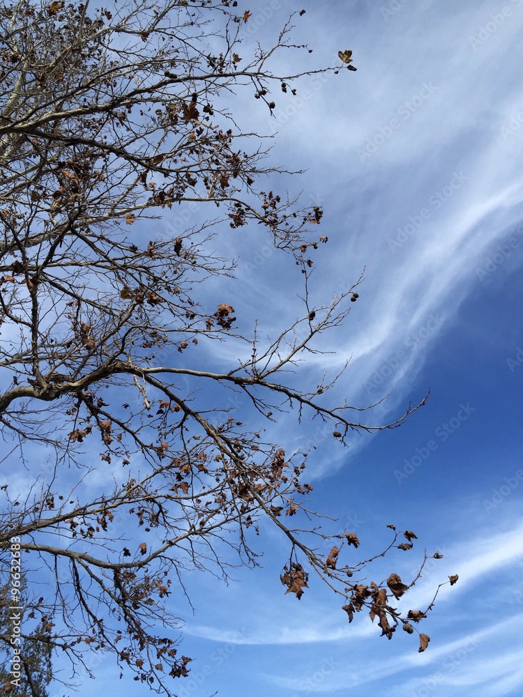 tree and sky Stock Photo | Adobe Stock