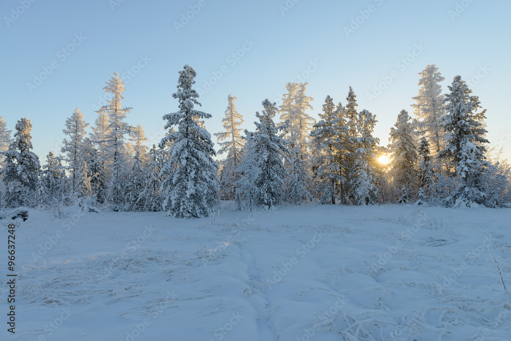 Yamal Peninsula Landscape