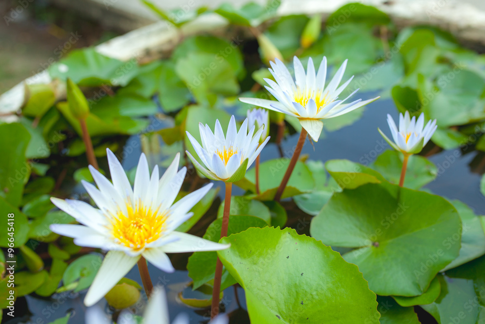 Fotografia do Stock: white lotus in the pool | Adobe Stock