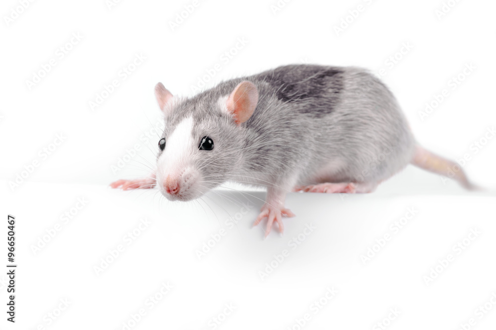 fancy silver rat over white background looking at camera Stock Photo ...