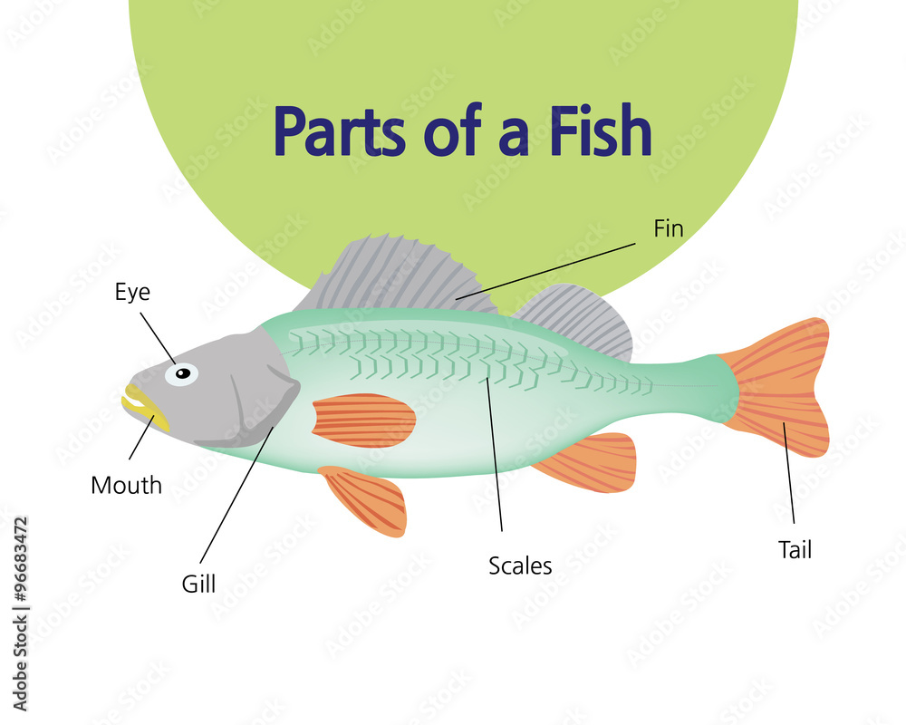 A Picture Showing The Parts Of A Fish Stock Vector Adobe Stock A Picture Showing The Parts Of A Fish Stock Vector Adobe Stock