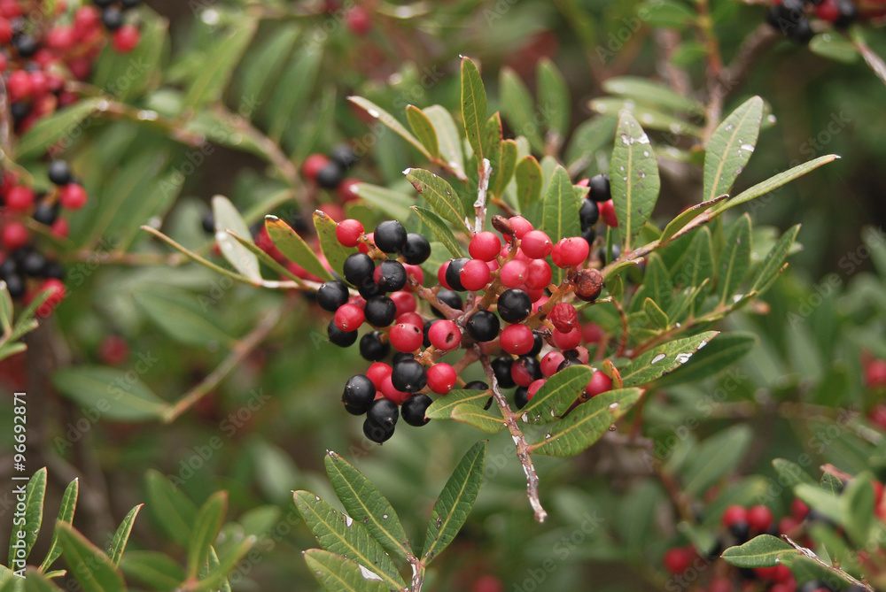 Foto Stock Lentisco (Pistacia lentiscus) ramo con bacche | Adobe Stock