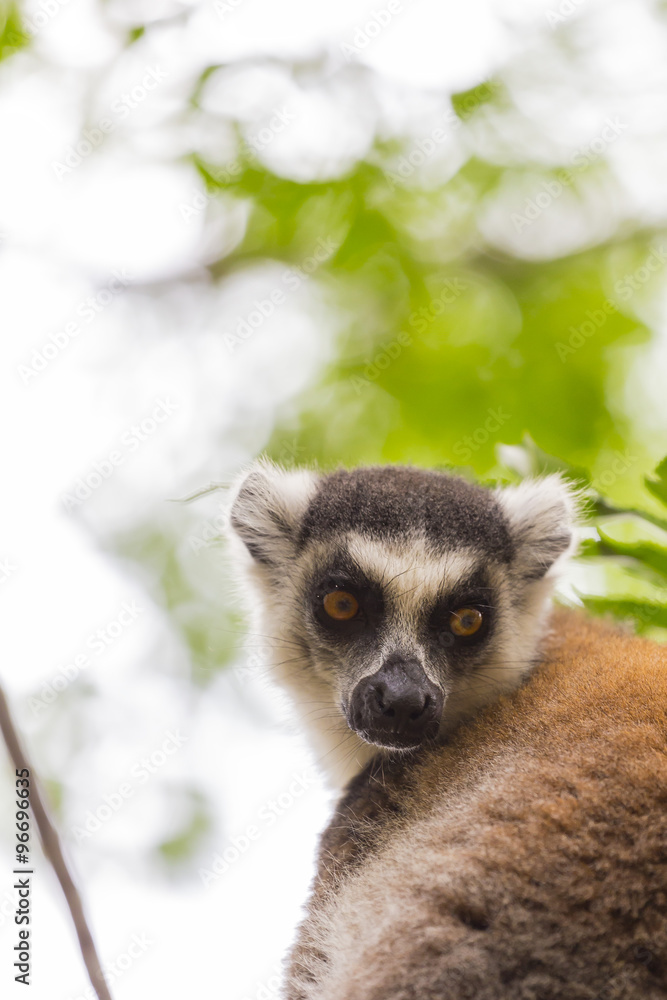 Cute Lemur Eyes