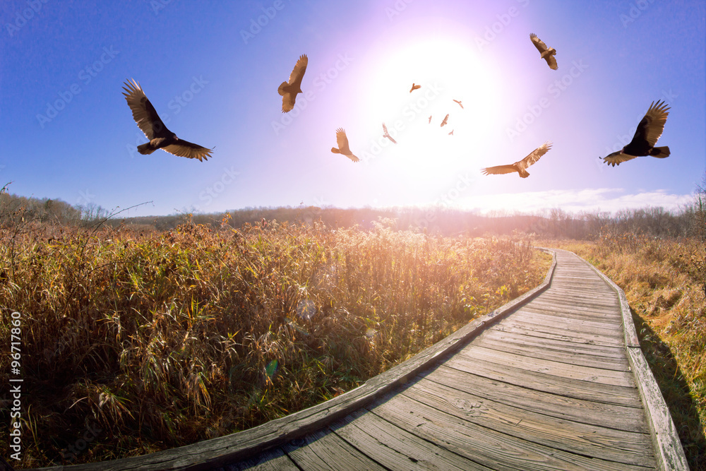 Circling Vultures Stock Photo | Adobe Stock