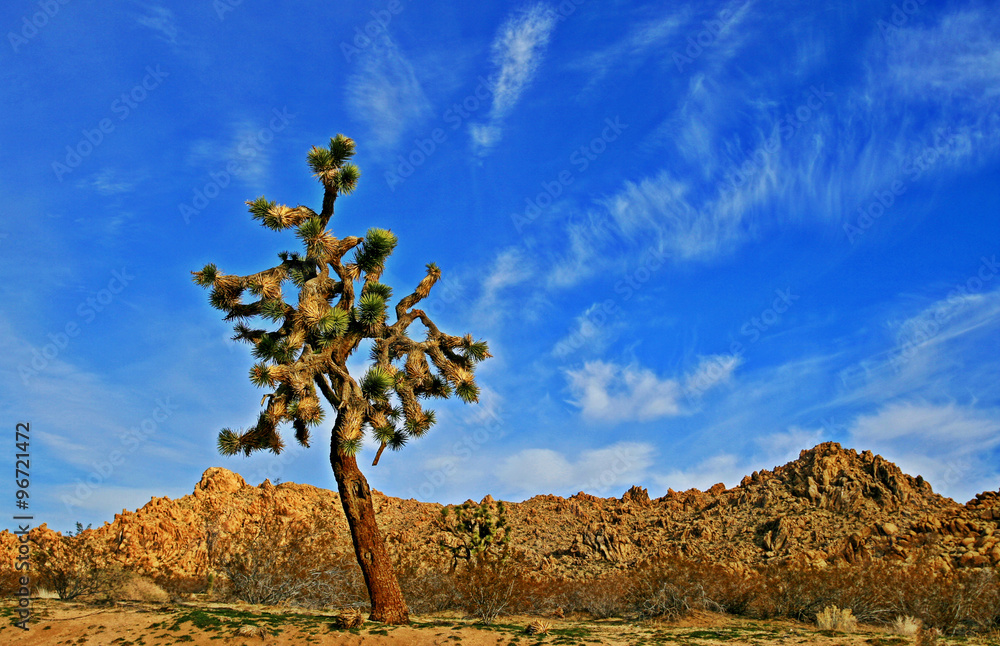 Foto de Joshua Tree in the high desert of Southern California near ...