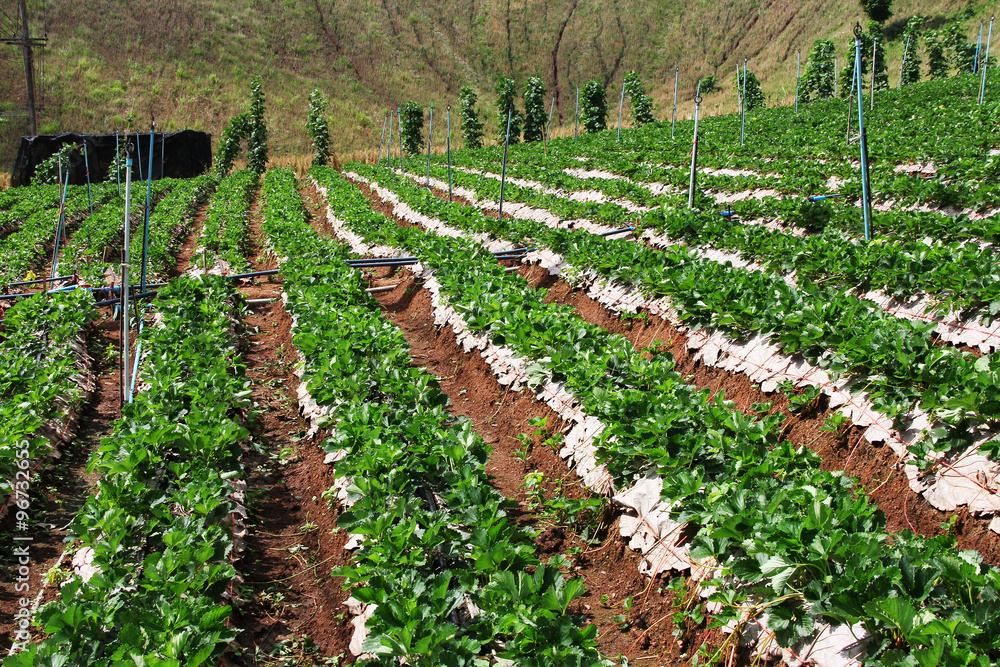 Strawberry plantations / A picture of strawberry plantations at ...