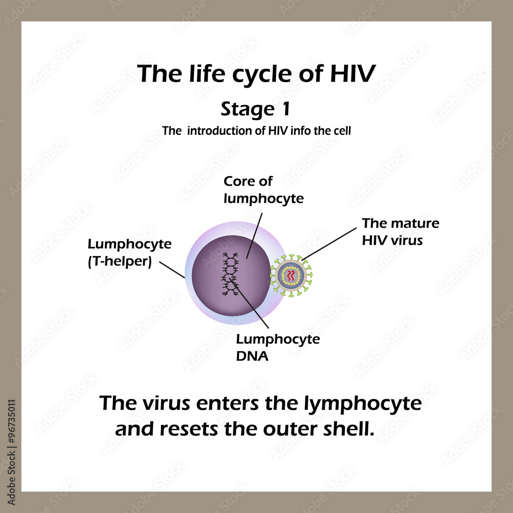 The life cycle of HIV. Stage 1 - The virus enters the lymphocyte ...