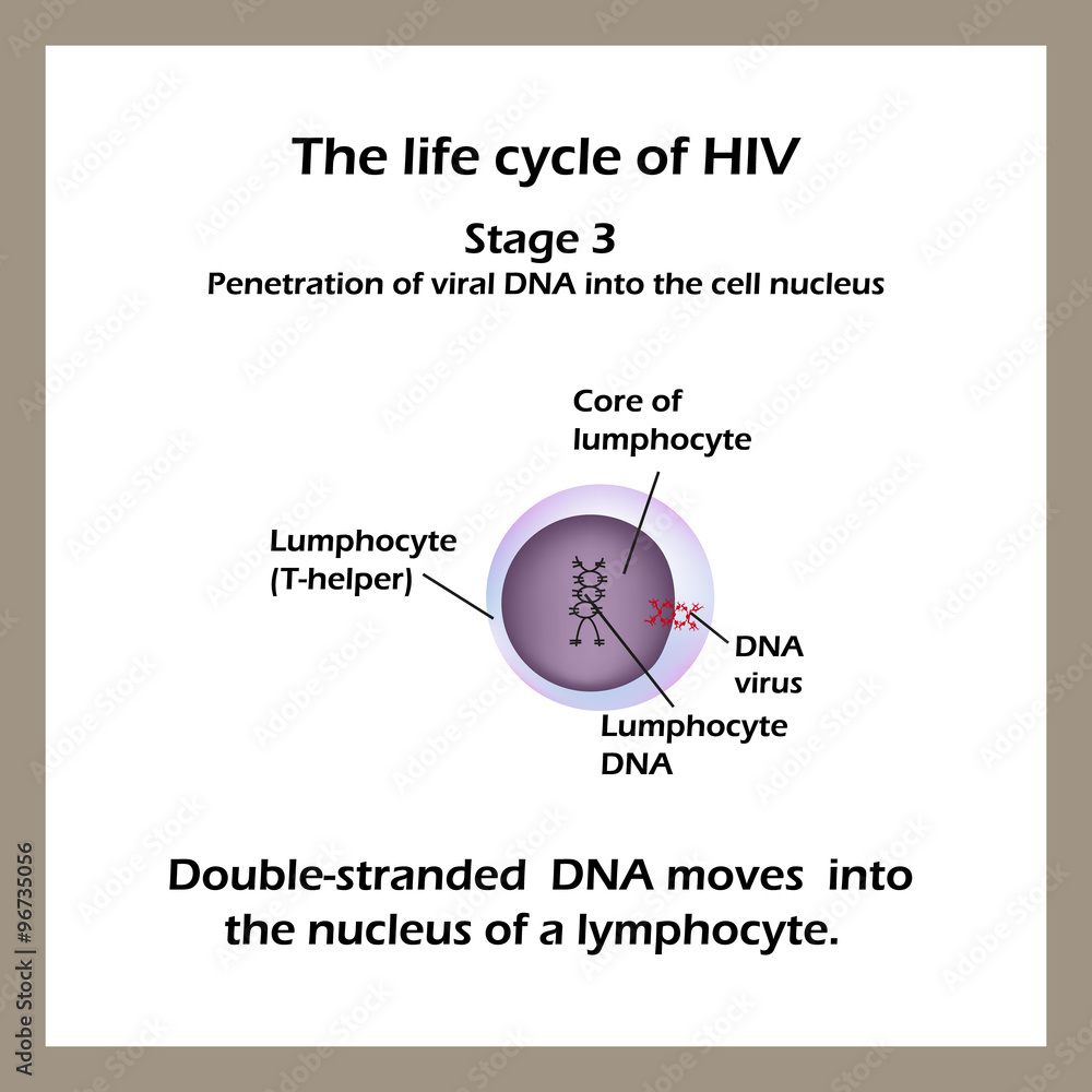 The life cycle of HIV. Stage 3 - The double-stranded DNA moves into the ...