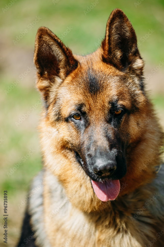 Brown German Shepherds