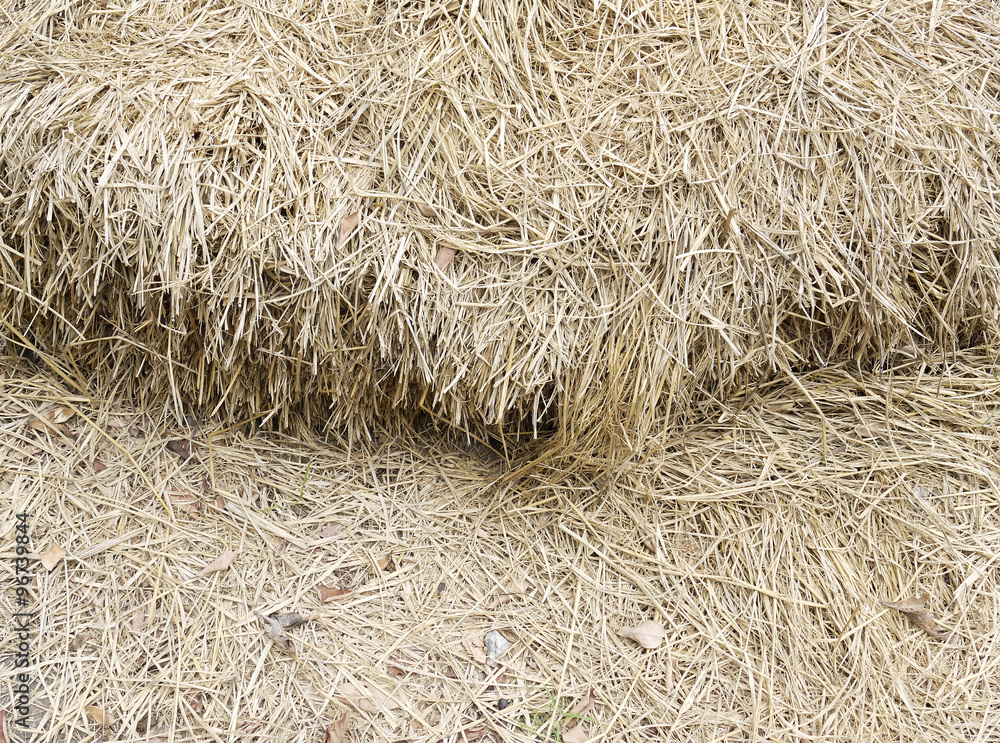 Hay background as a front view of a bale of hay as an agriculture farm ...