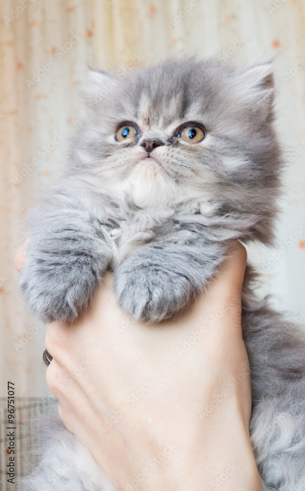Gatto Persiano Grigio Himalayano Gatto Persiano Dagli Occhi Azzurri