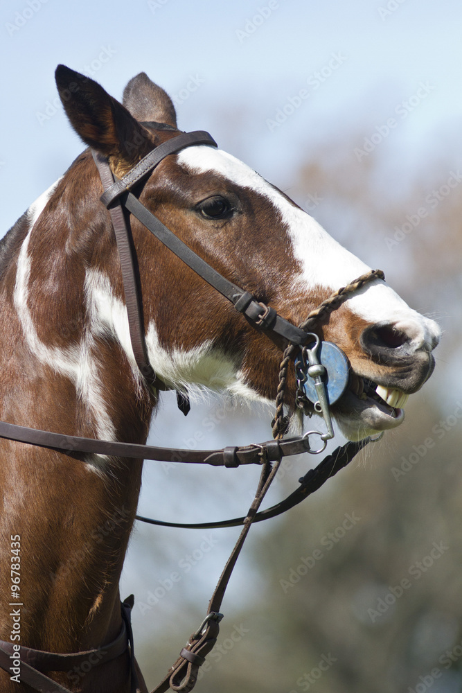 cabeza de caballo de polo o pato foto de Stock | Adobe Stock