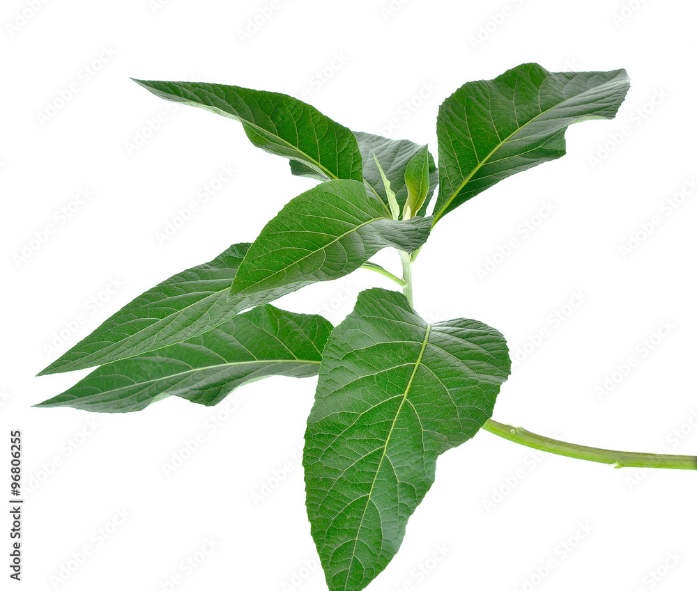Adhatoda vasica or medicinal Basak leaf Stock Photo | Adobe Stock
