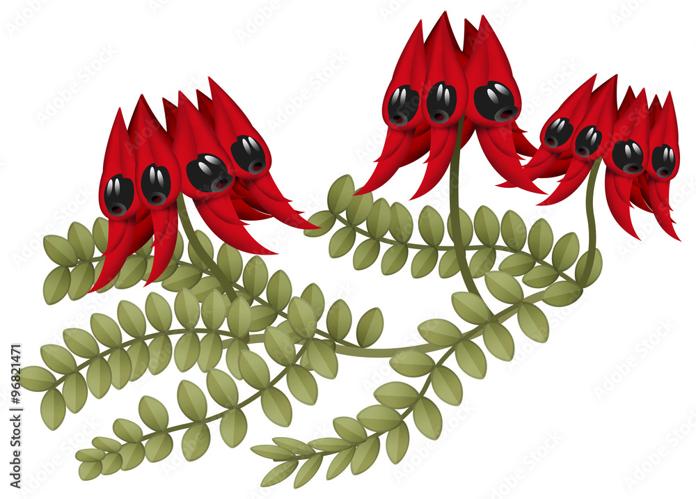 Cartoon australian plant - strut's desert pea - illustration for the ...