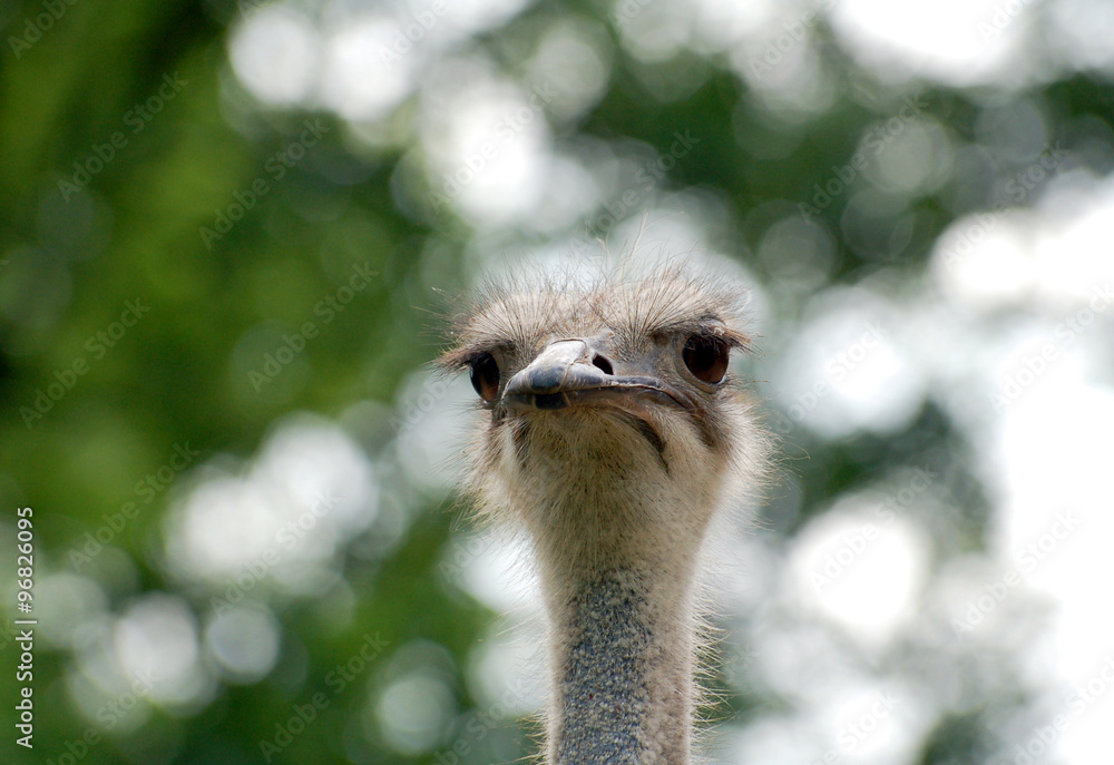 Ostrich face close up against forest background Stock Photo | Adobe Stock