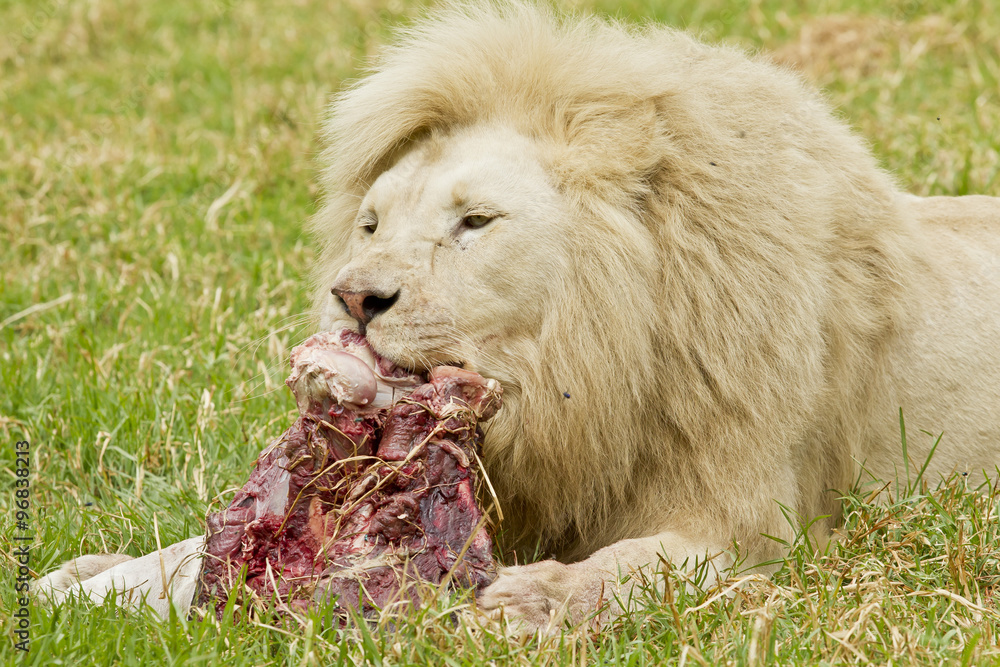 Large male white lion eating on a large chunk of red meat Stock Photo ...