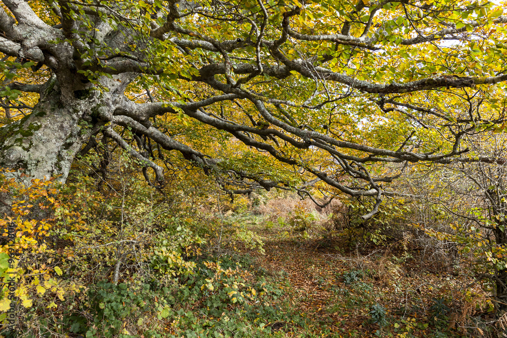 Faggio secolare con lunghi rami ramificati foto de Stock | Adobe Stock