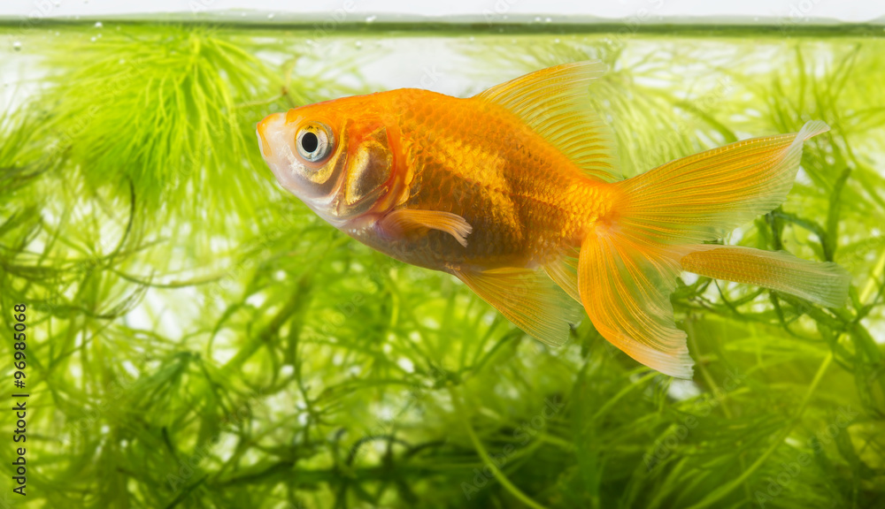 Carassius auratus auratus - gold fish - aquarium fish Stock Photo ...