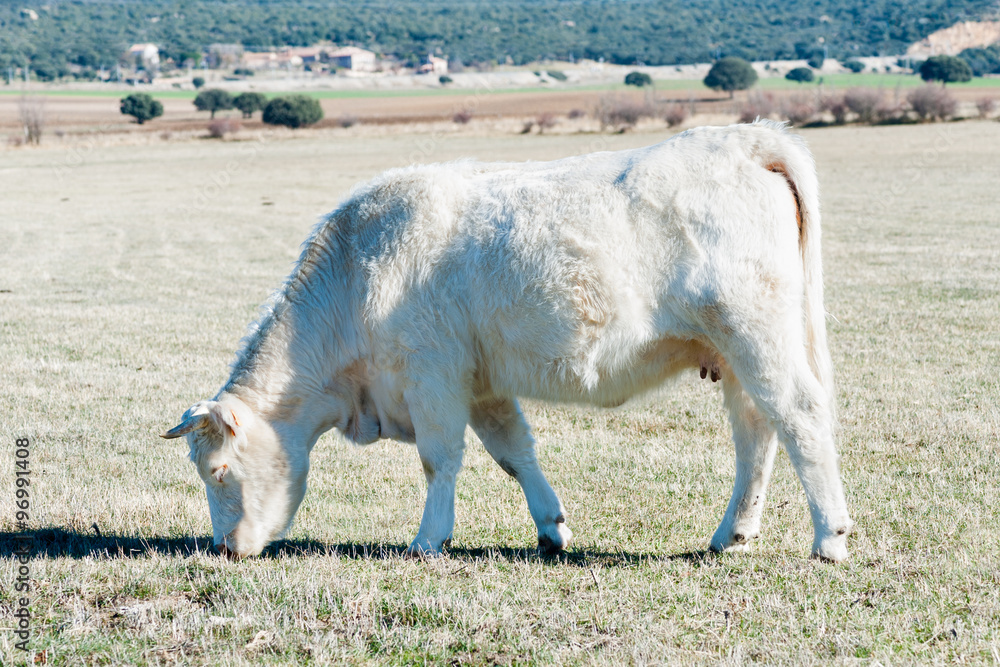 animal pastando foto de Stock | Adobe Stock