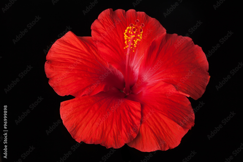 Red Hibiscus Flower on Black Background Stock Photo | Adobe Stock