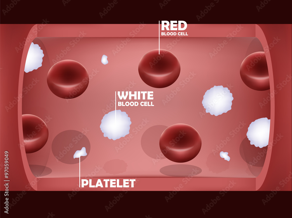 graphic design of blood system,Interior of a blood vessel with red ...
