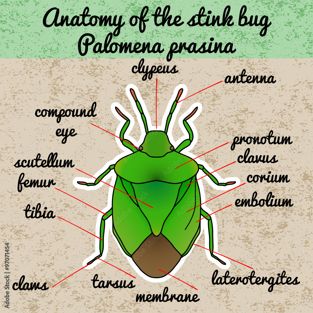 Insect anatomy. shield bug. Palomena prasina. Sketch of shield bug ...