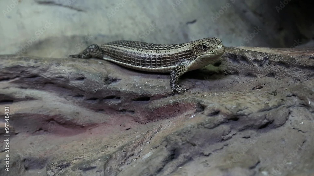 Gerrhosaurus - plated lizard in vivarium for reptiles. Gerrhosauridae ...