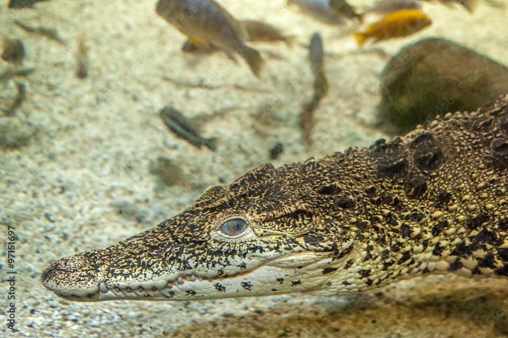 Close up of a reptile in water in zoo Stock Photo | Adobe Stock