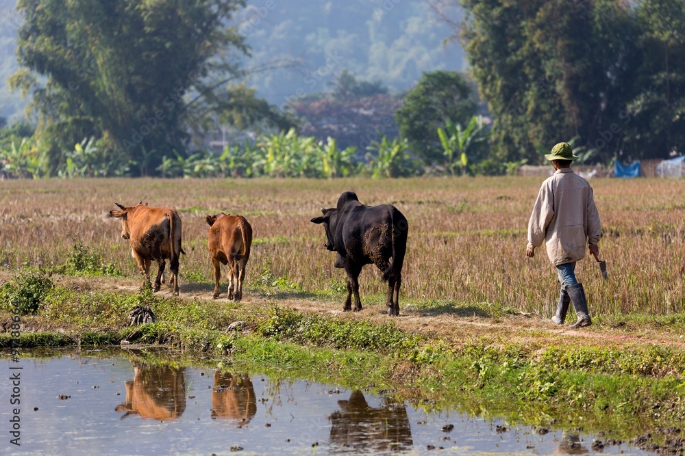 Vietnamese farmer and cows Stock Photo | Adobe Stock