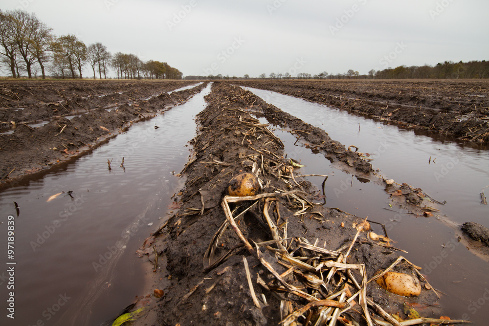 Flooded potato field, a lost crop Stock Photo | Adobe Stock