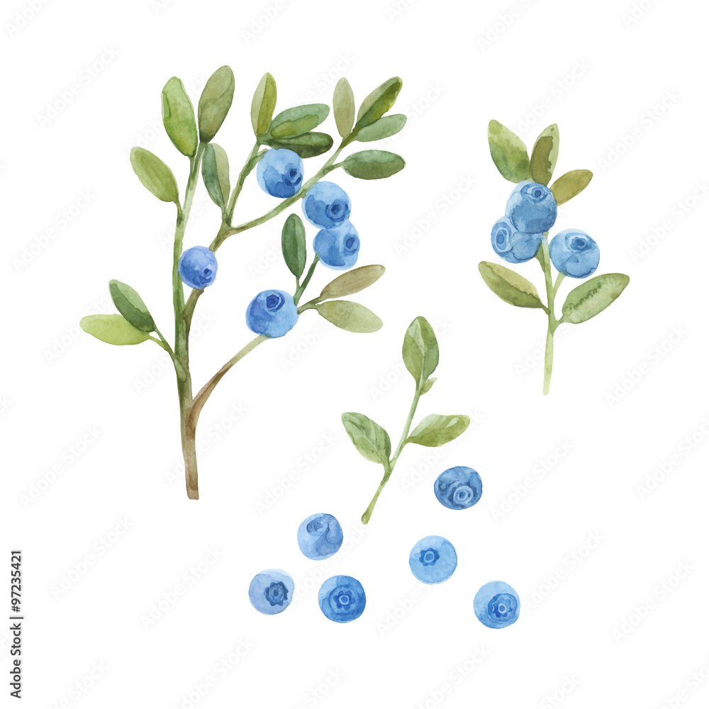 Blueberry. Hand drawn watercolor vector illustration, sketch. Elements ...