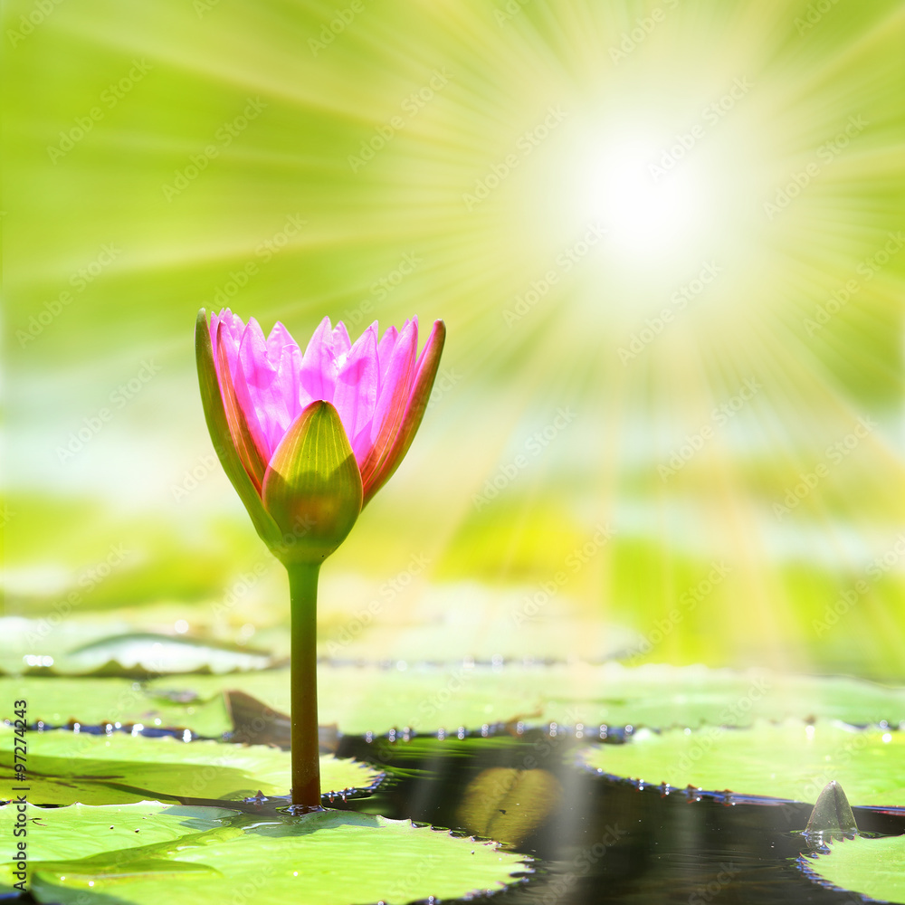Pink Lotus flower beautiful lotus on the pond with sunrays. Natural ...